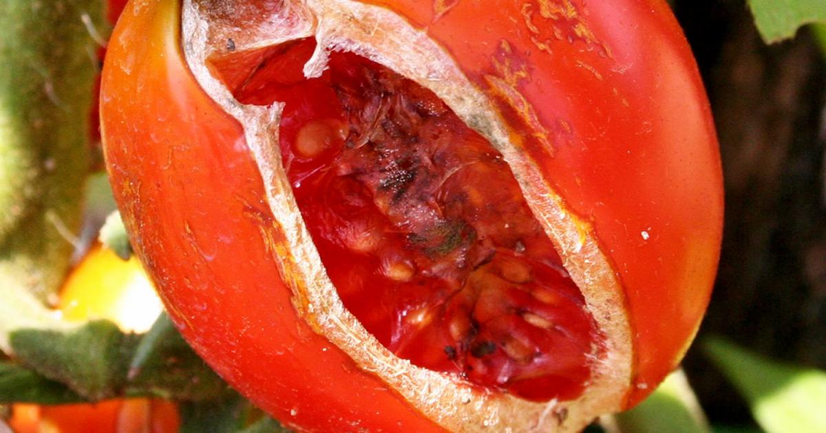 Fruit splitting - treatment and control | Love The Garden