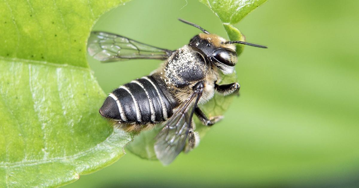 Leaf Cutter Bee Treatment And Control Love The Garden