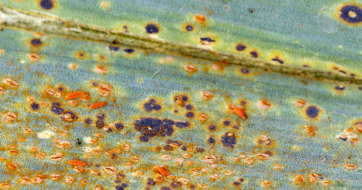 Leek rust - treatment and control | Love The Garden