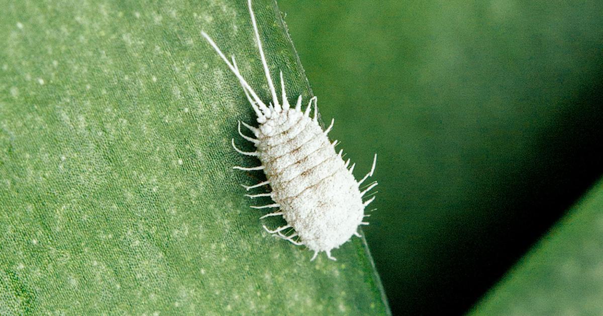 Les cochenilles : lutter contre les cochenilles du jardin | La Pause ...