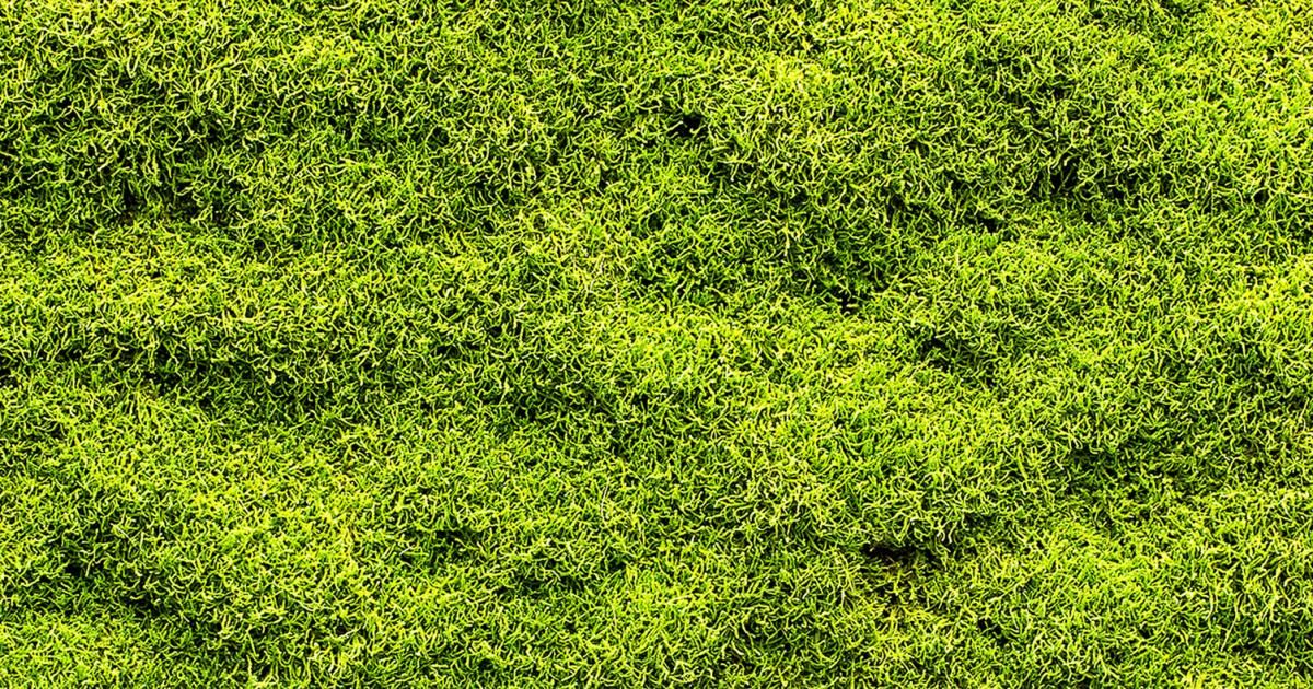 How To Identify, Treat & Control Moss | Love The Garden