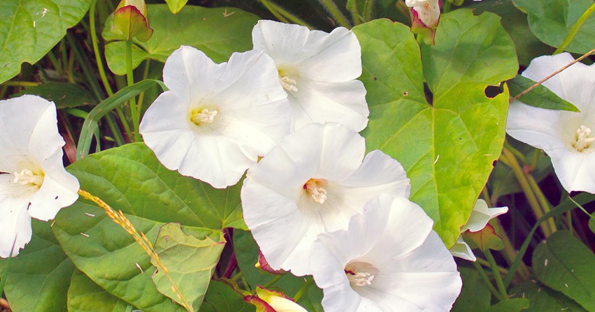 A guide to types of weed | Love The Garden