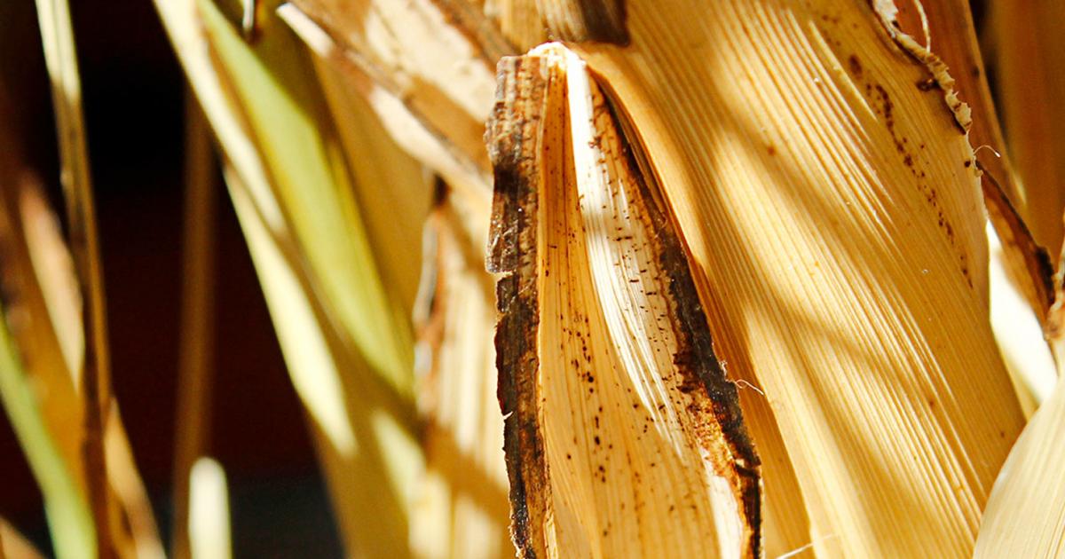 Diseased Dead Climate Change Drives Disease Spreading Arthropods Into