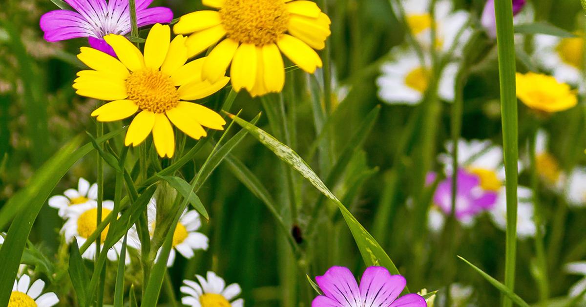 Go wild with British wildflowers | Love The Garden