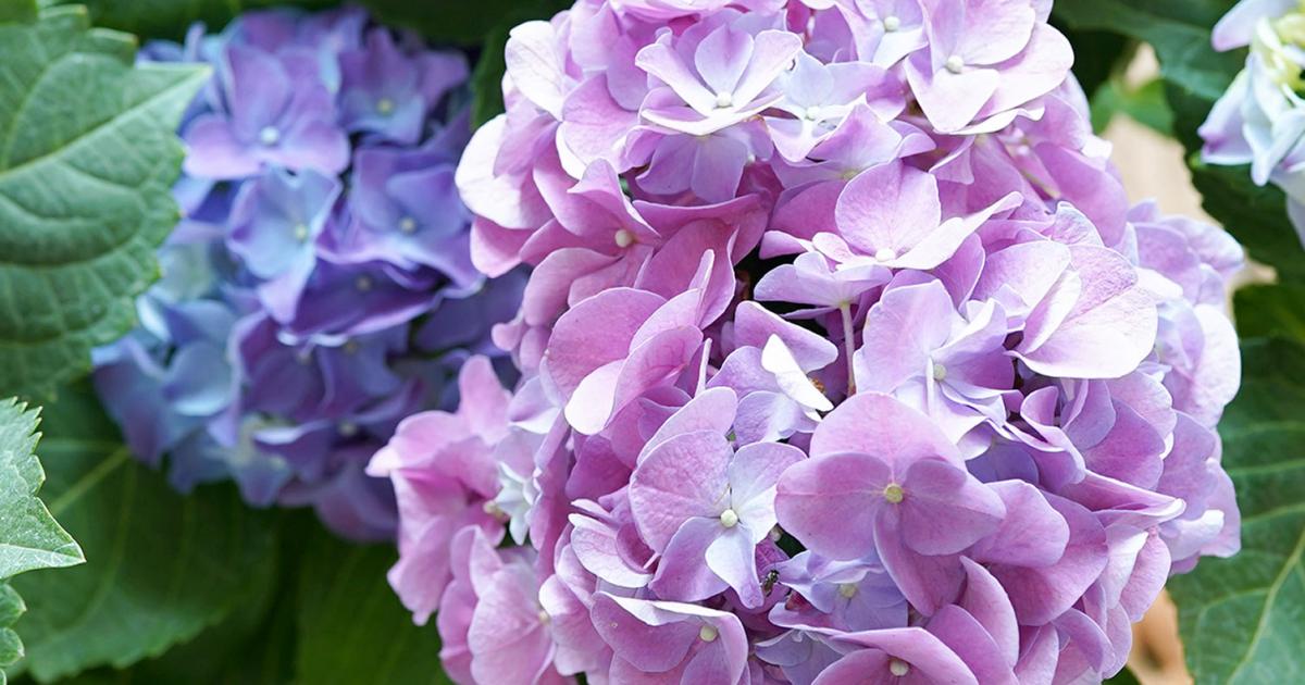 Patio Planters & Plant Ideas | Love The Garden