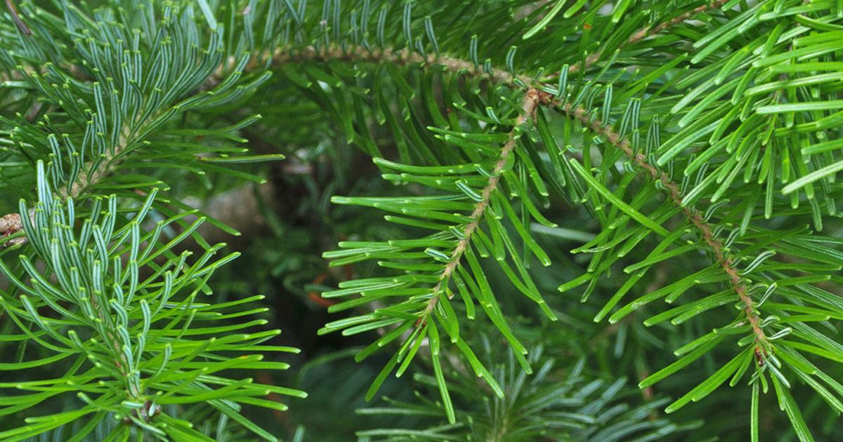 Comment choisir son sapin de Noël | La Pause Jardin