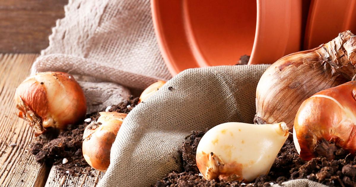Planting Spring Bulbs in Pots & Containers | Love The Garden