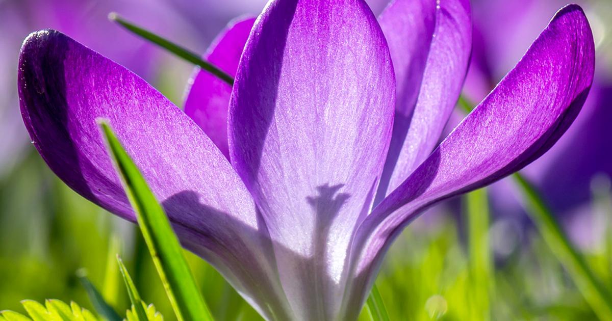 Le langage des fleurs : Tendance et Déco | Blog La Pause Jardin