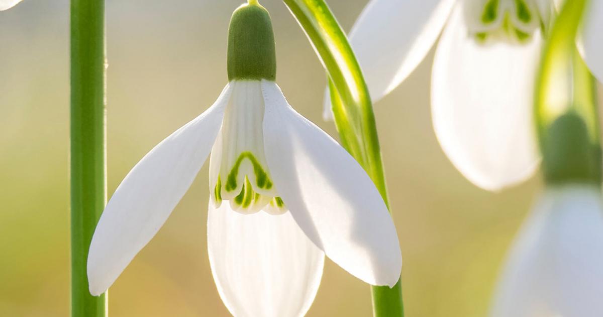 How To Grow and Care For Snowdrops | Love The Garden