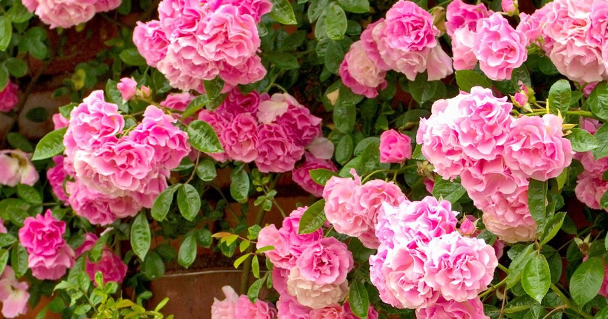 Rose Varieties Planting Roses Flowers Rose Varieties