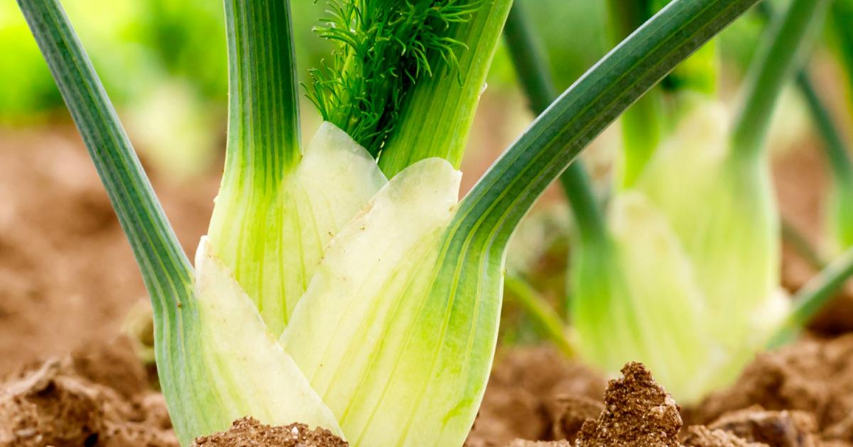 How To Grow and Care For Fennel Easily At Home