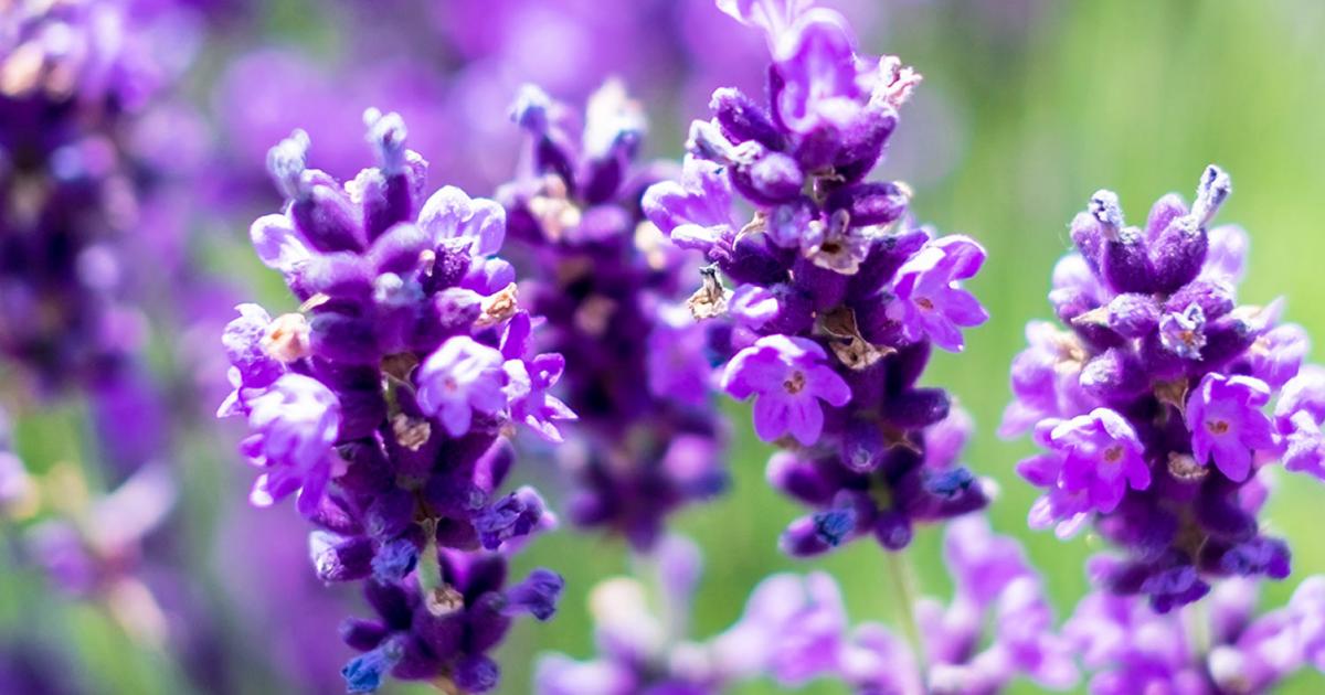 How To Look After and Care For Lavender | Love The Garden How To Look After and Care For Lavender | Love The Garden
