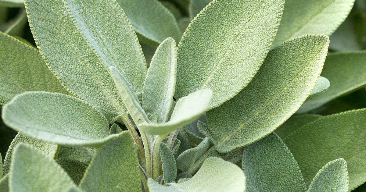 How To Grow And Care For Sage Love The Garden How To Grow And Care For Sage Love The Garden