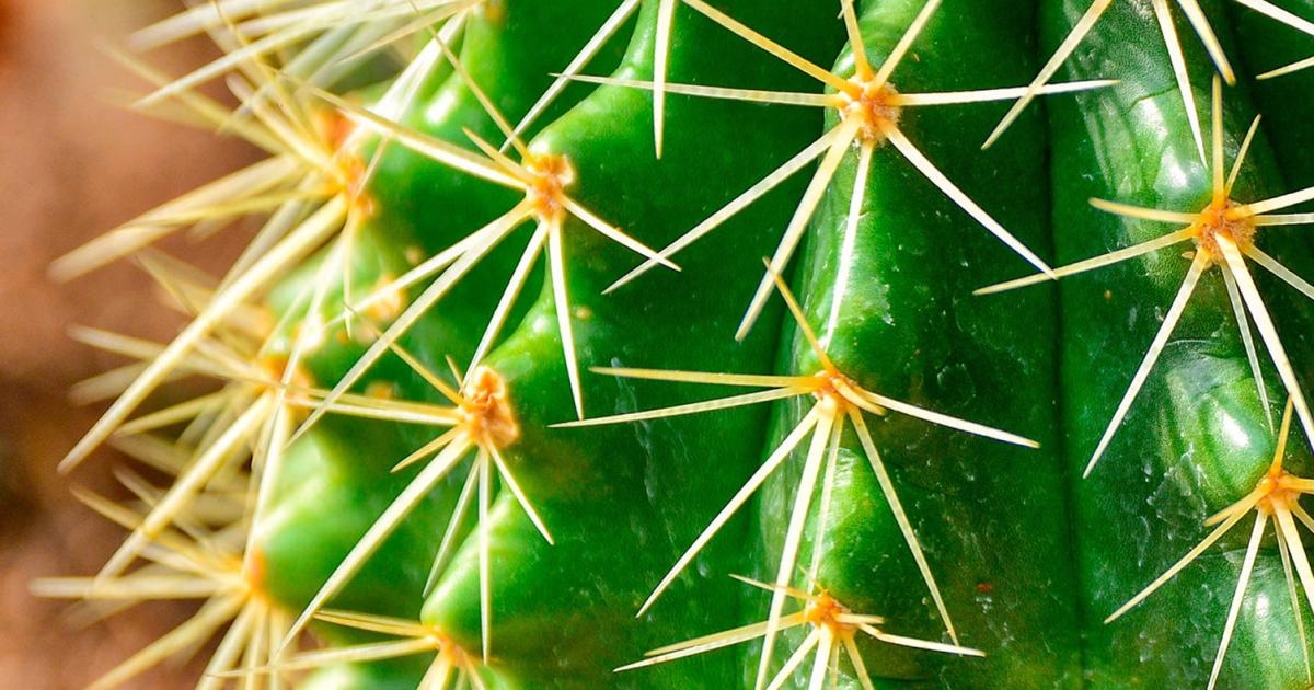 Cactus D'Intérieur : La Pause Jardin, tous sur l'entretien des cactus