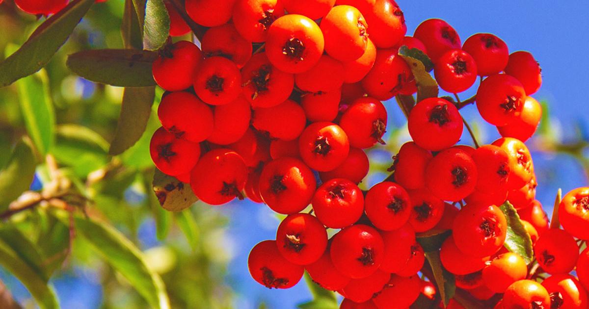 How to grow and care for rowan trees | lovethegarden