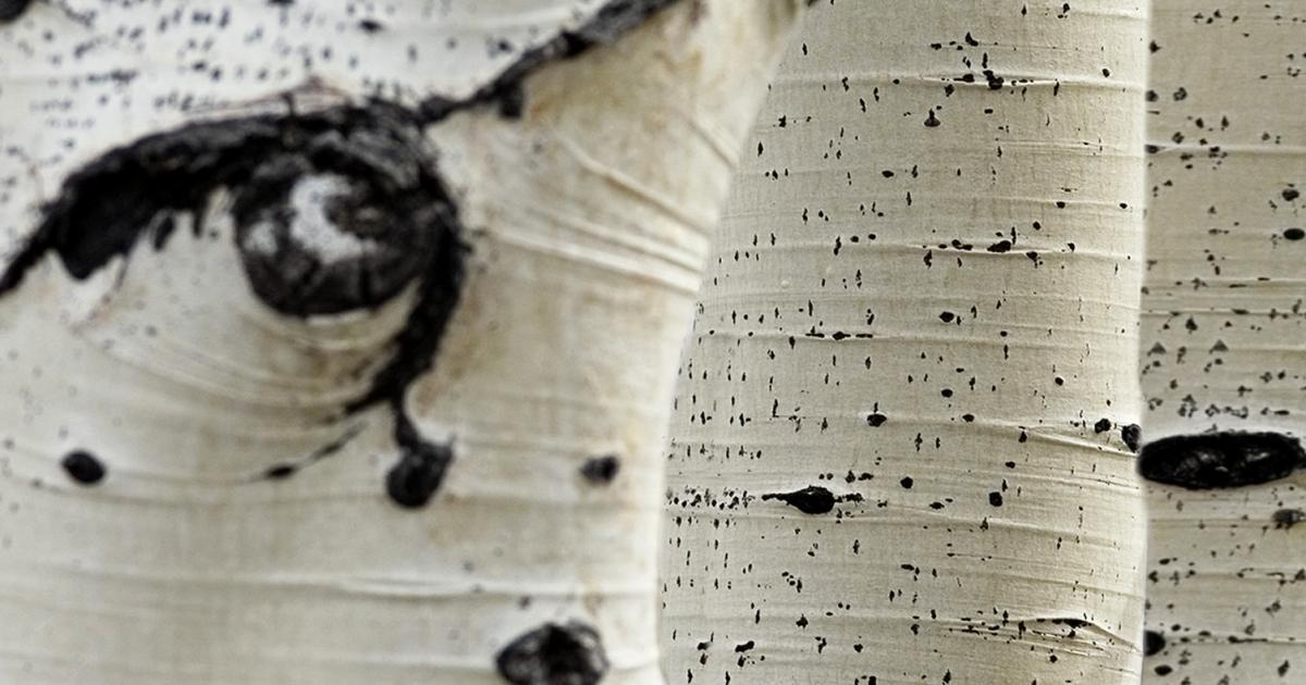 How to grow silver birch (Betula Pendula) - Love the Garden