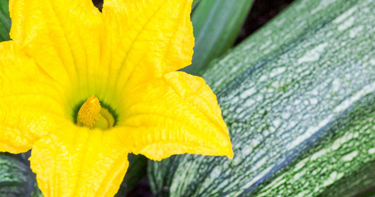 How to grow marrows and squashes | lovethegarden