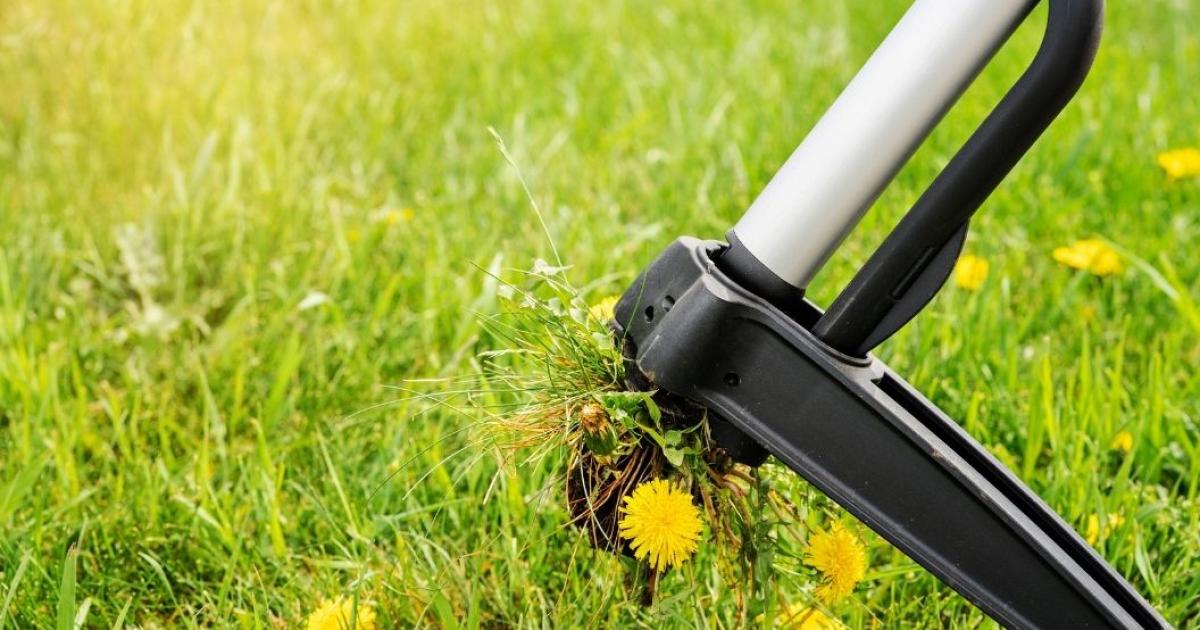 Weed Warriors Winning the Battle Against Lawn Invaders | Love The Garden