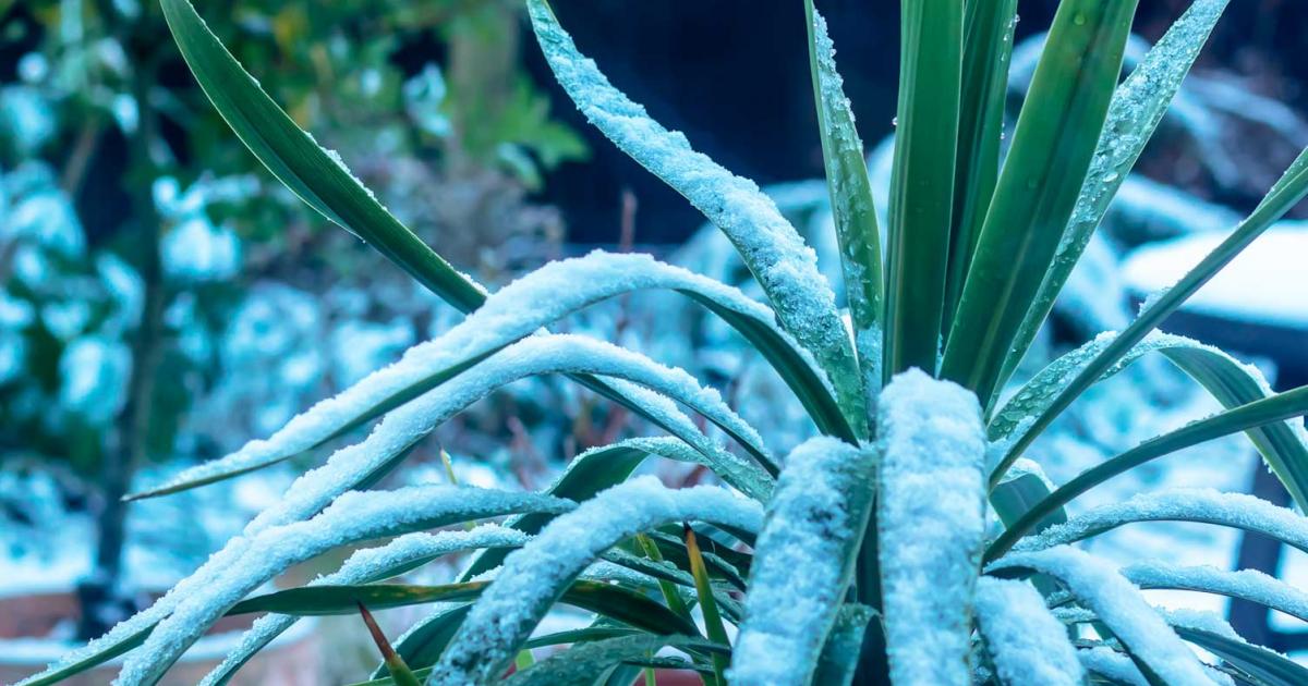 Overwintering tender plants | Love The Garden