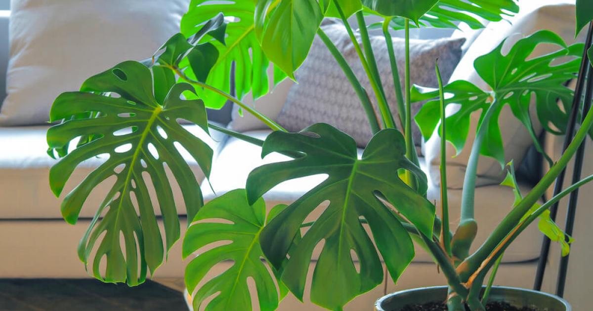 Monstera pflanzen, pflegen, schneiden: Tipps & Tricks