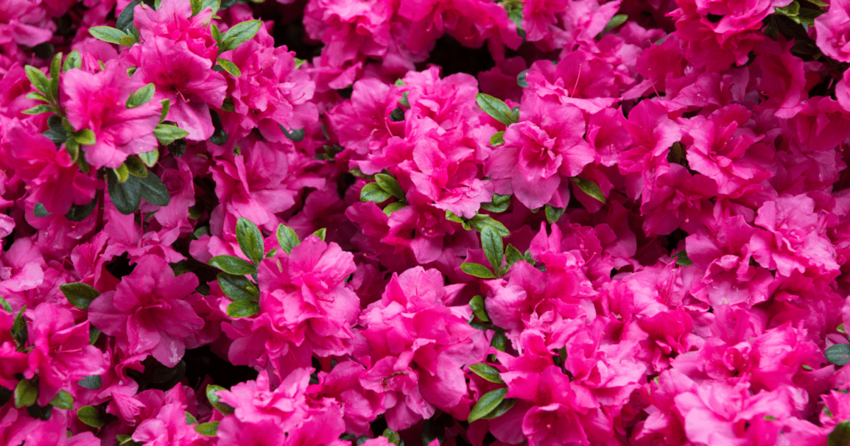 Choroby rododendronów - jak uratować rododendrona