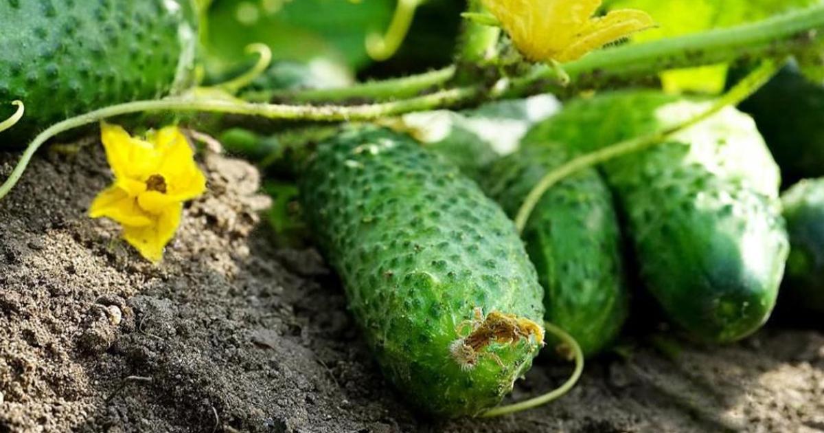 Gurka – odlingstips och skötselråd | Love The Garden