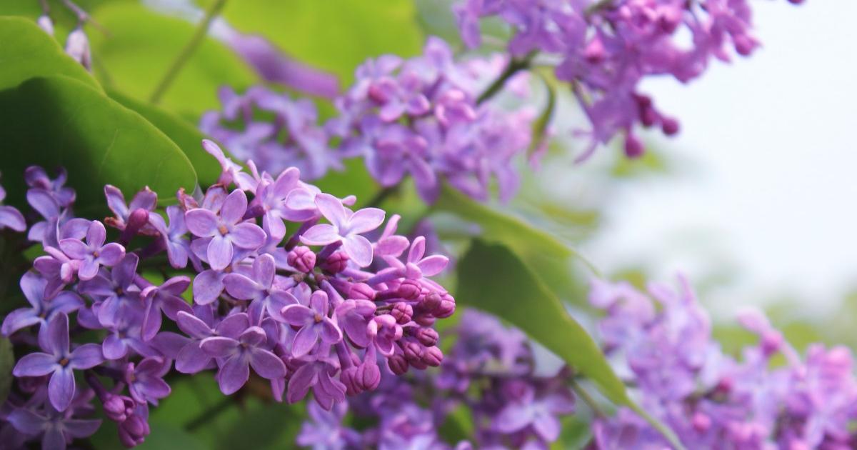 Sering snoeien wanneer en hoe? | Ilovemygarden