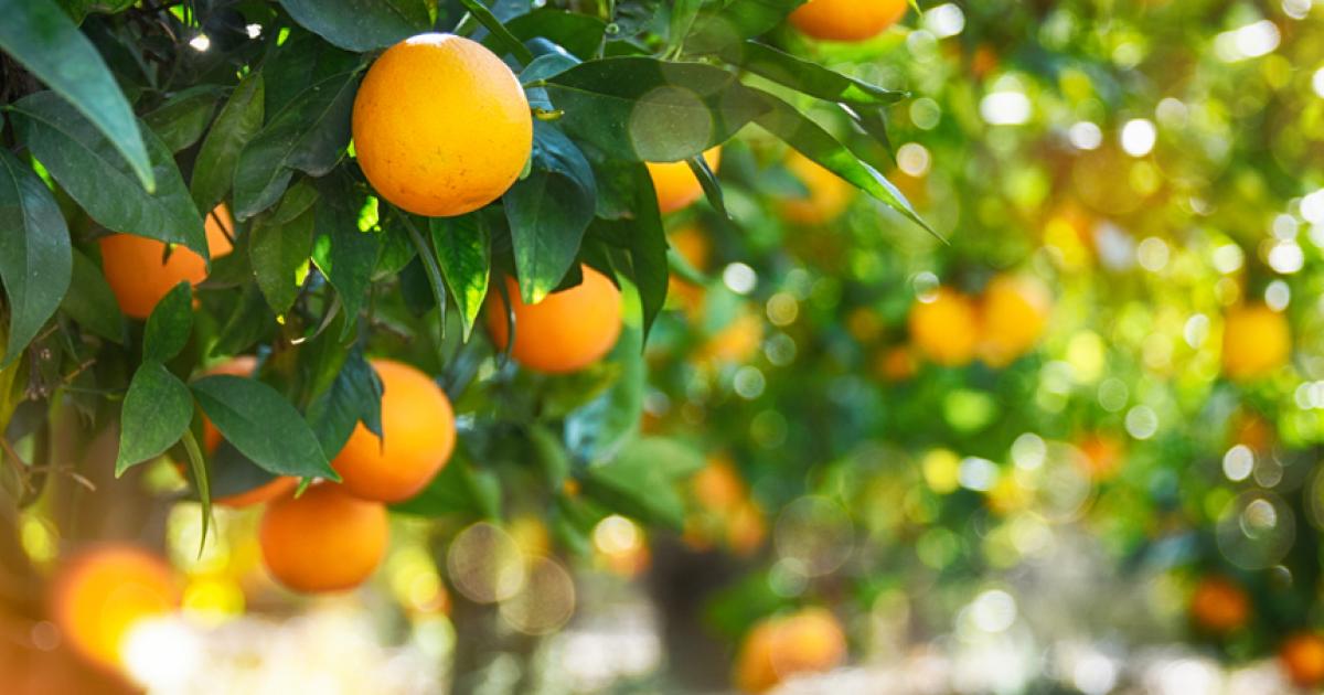 Tout savoir sur les agrumes | La Pause Jardin