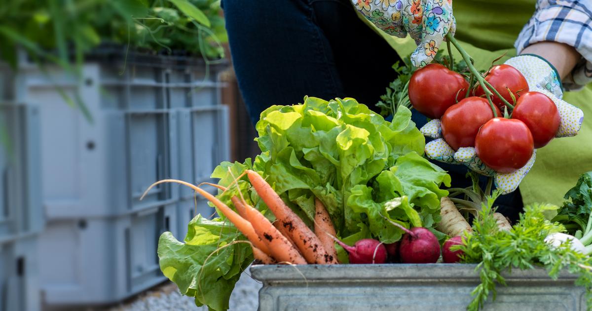 Growing your own at home | Love The Garden