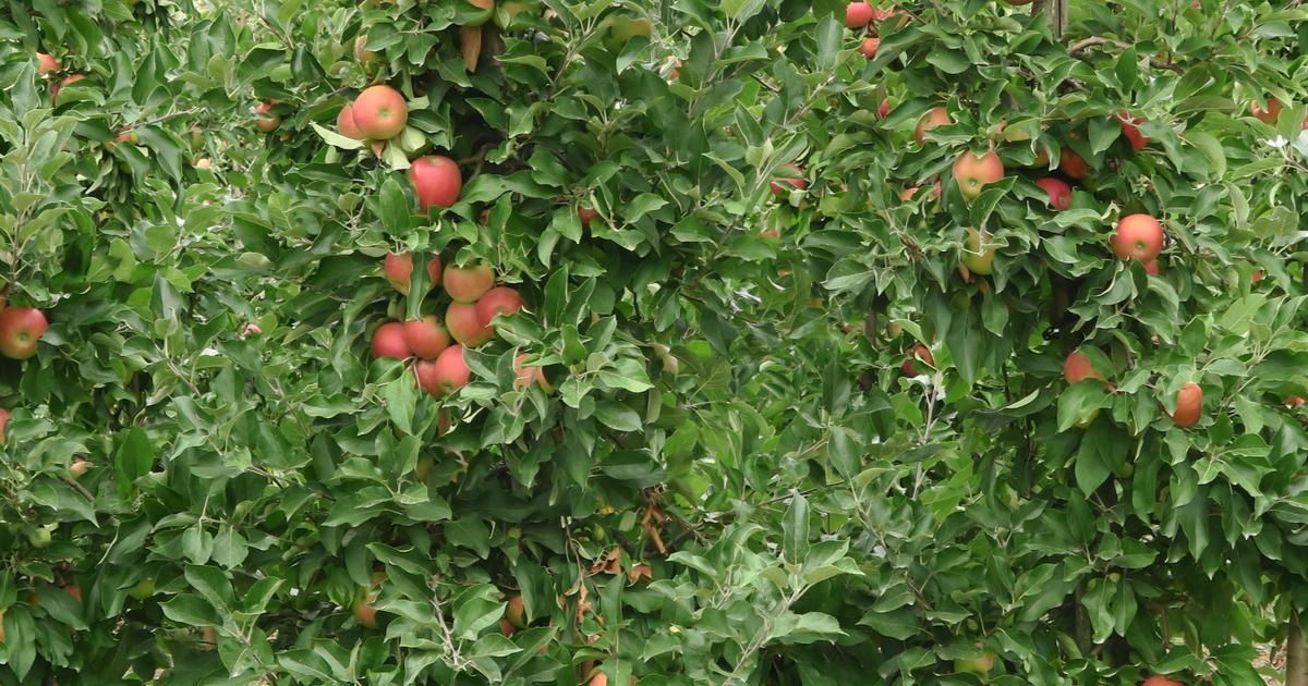 Kweek je eigen fruithaag | Ilovemygarden