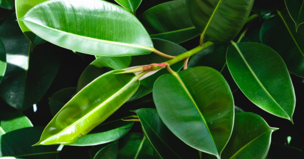 Conseils et astuces pour entretenir et prendre soin d'un ficus | La ...