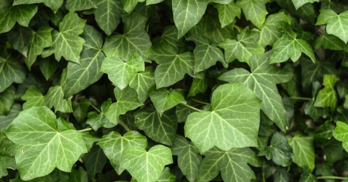 Quelles astuces pour se débarrasser du lierre? | Love the Garden