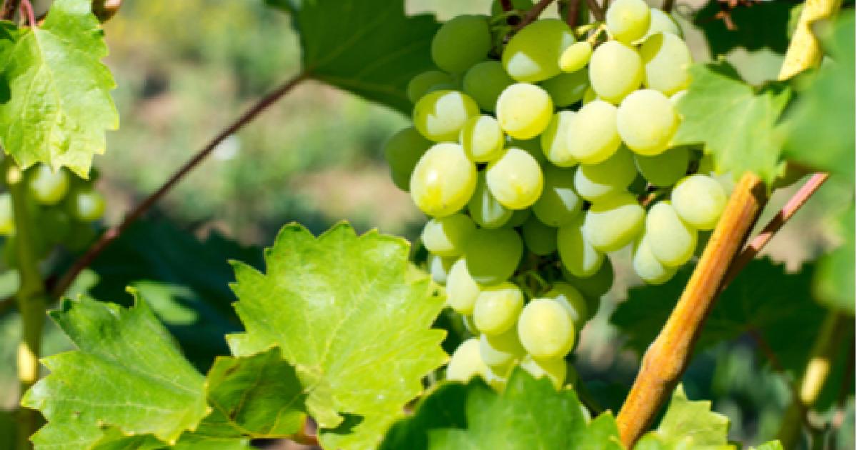Druivelaar snoeien met deze tips | Ilovemygarden