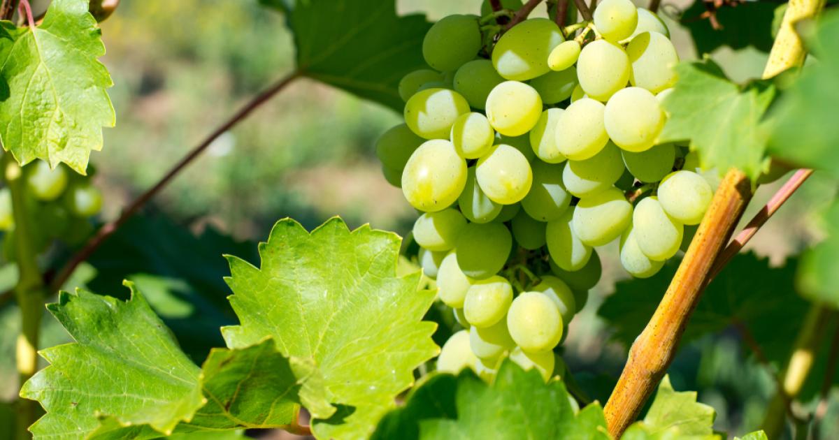 Conseils sur la plantation, la taille et l’entretien de la vigne | La ...