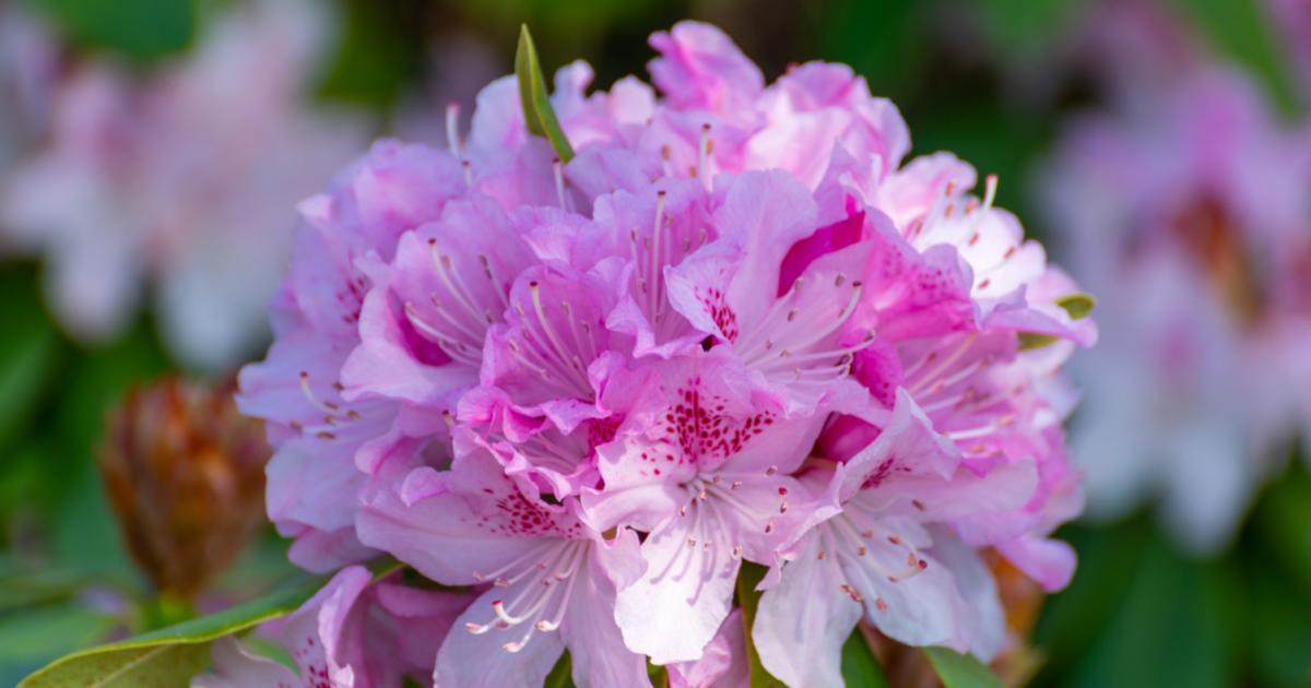 Rododendrony - podstawy pielęgnacji | Love The Garden