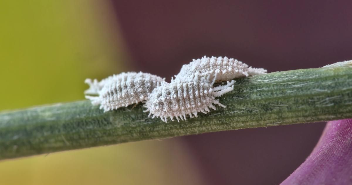 Les cochenilles : lutter contre les cochenilles du jardin | La Pause ...