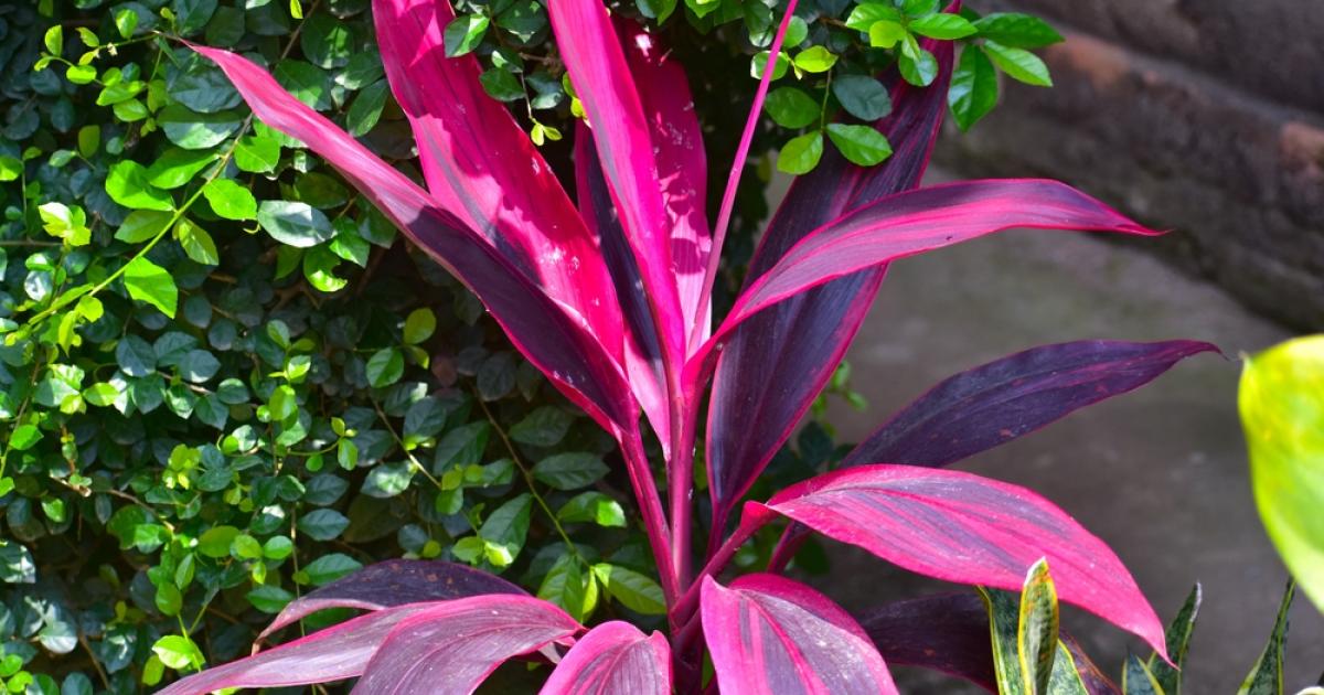 Cultiver des plantes exotiques en extérieur | La Pause Jardin
