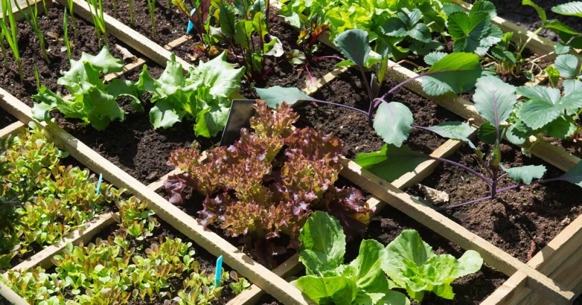 Le potager en bac : vidéo et conseils de jardinage | La Pause Jardin TV