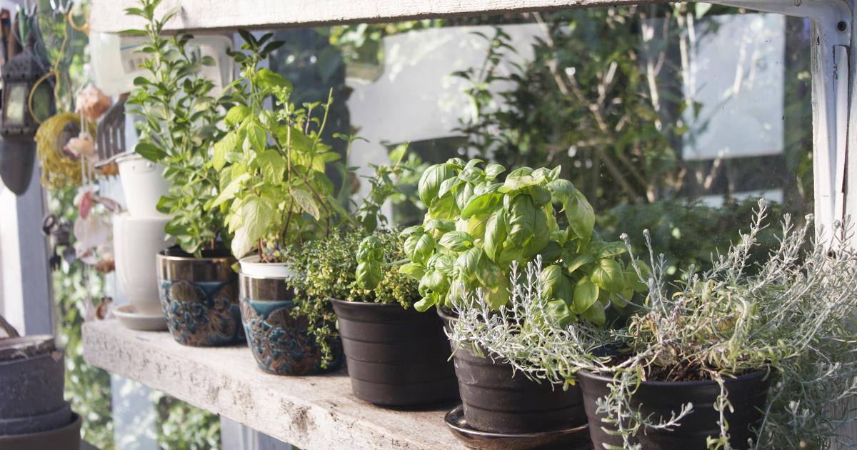 Growing at home | Love The Garden