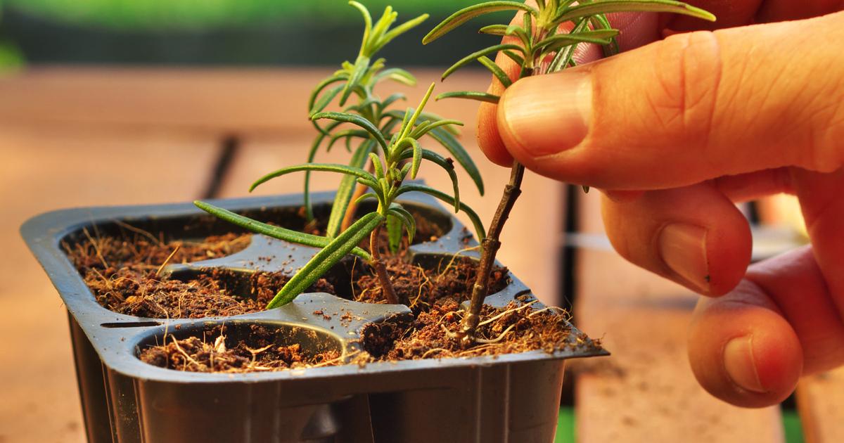 Réussir ses boutures | Ilovemygarden