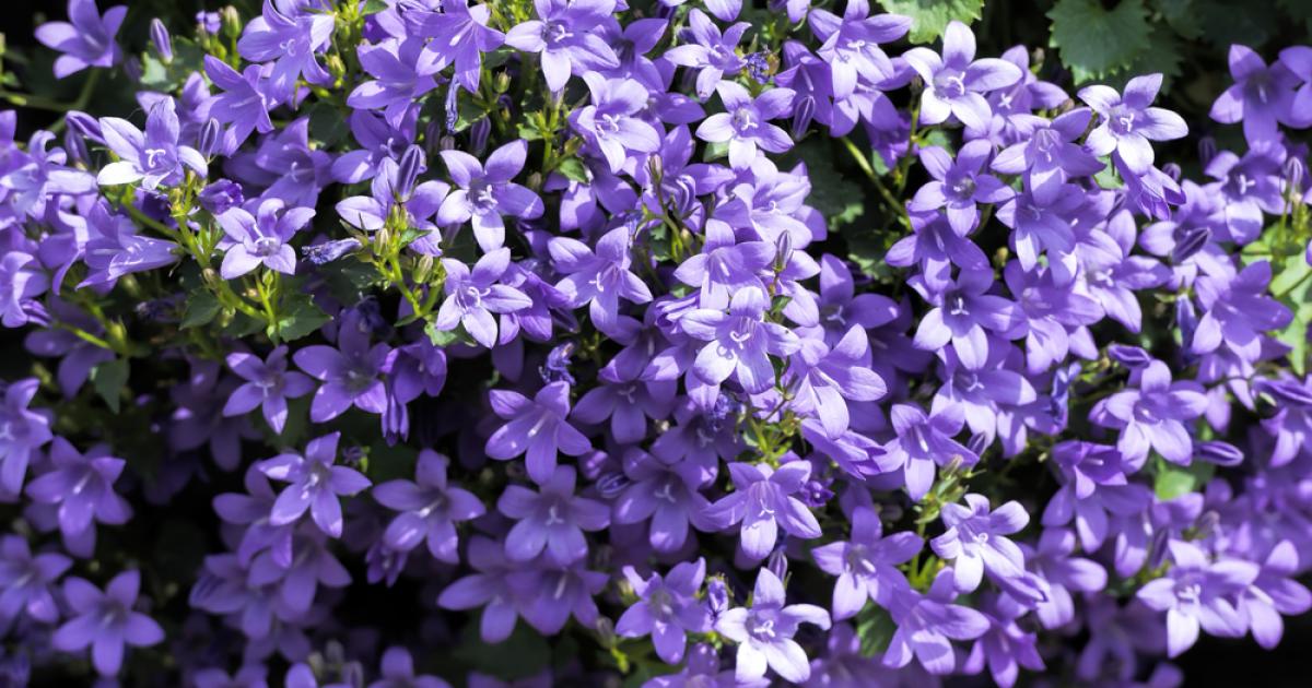 Plantes à fleurs violettes à cultiver au jardin | La Pause Jardin