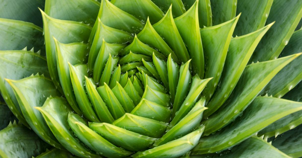 Plantes Et Santé | Les Bienfaits Des Plantes | La Pause Jardin