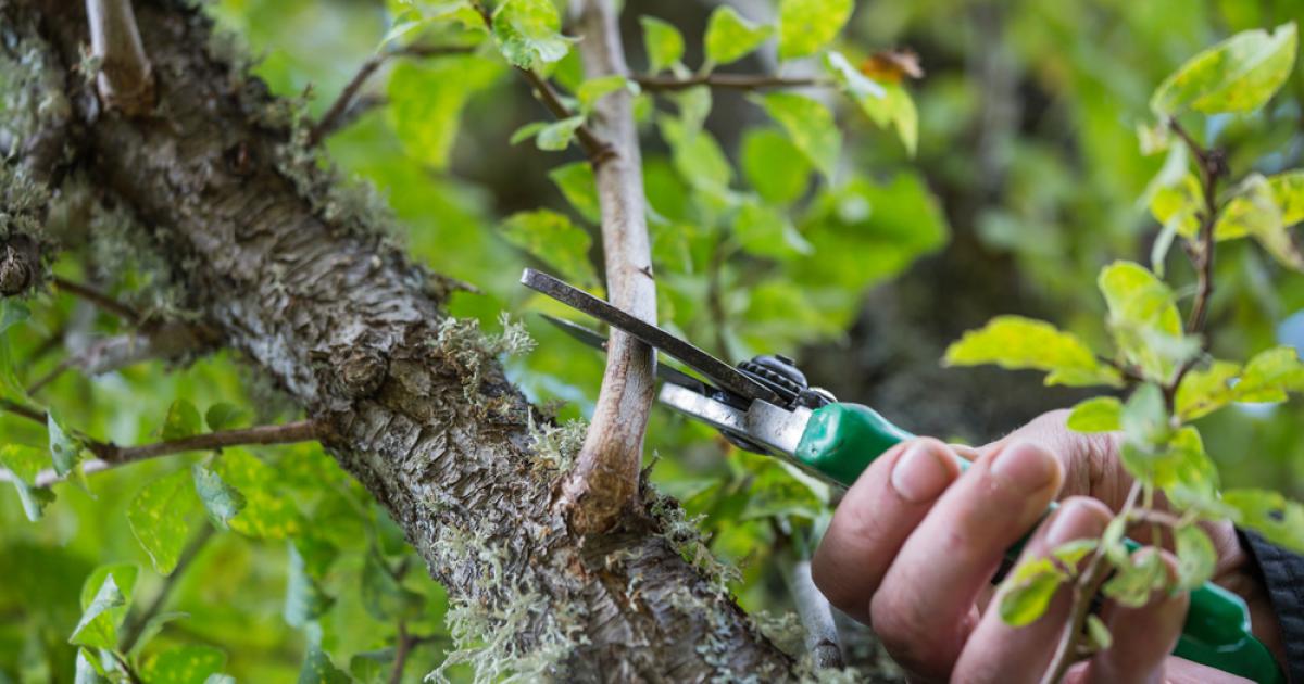 La taille des arbres fruitiers : vidéo et conseils de jardinage | La ...