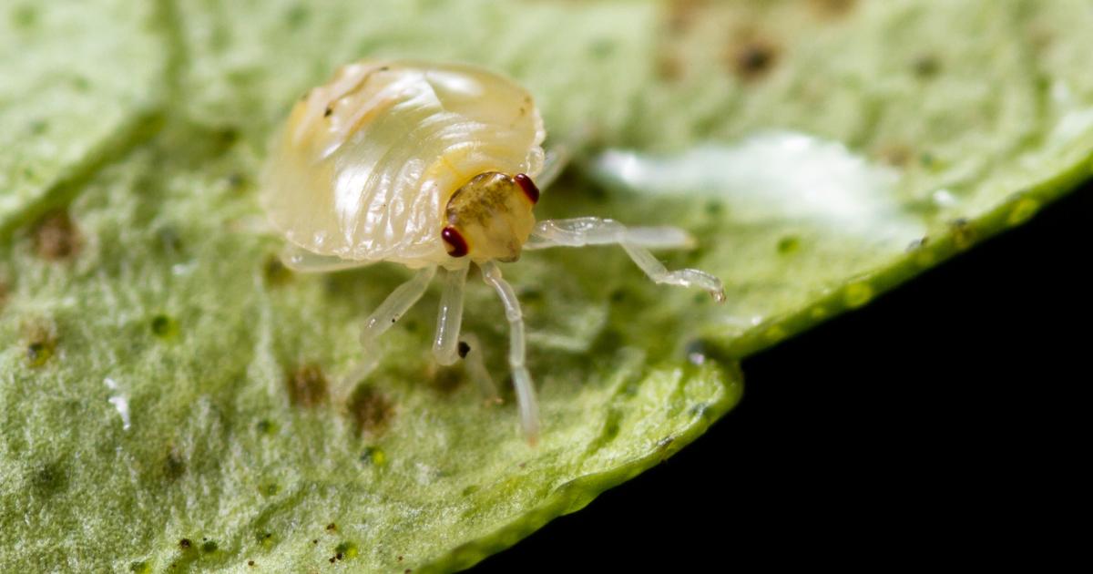 Araignée Rouge Maison | Ventana Blog