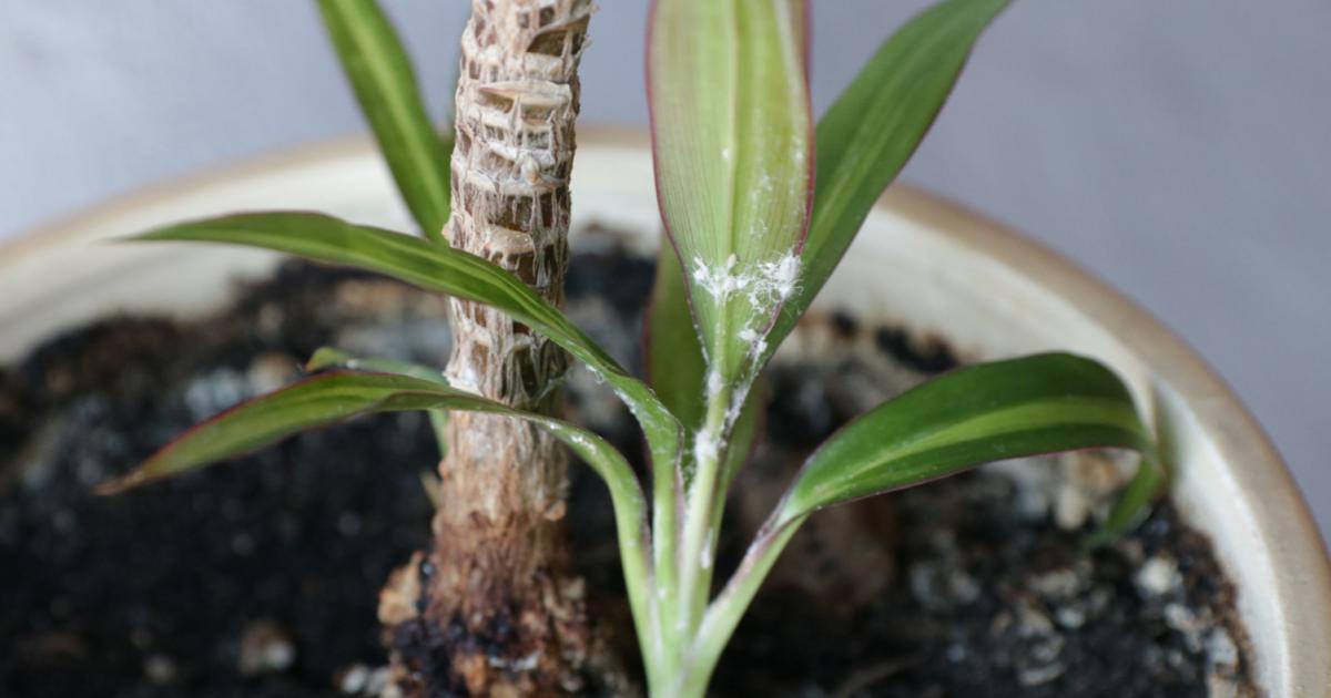 Wełnowce w ogrodzie – jak je zwalczać? | Love The Garden