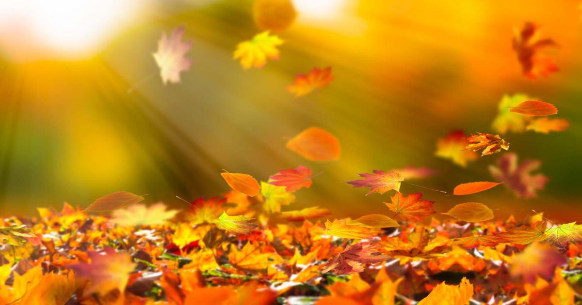 What To Plant In April In New Zealand - Love The Garden