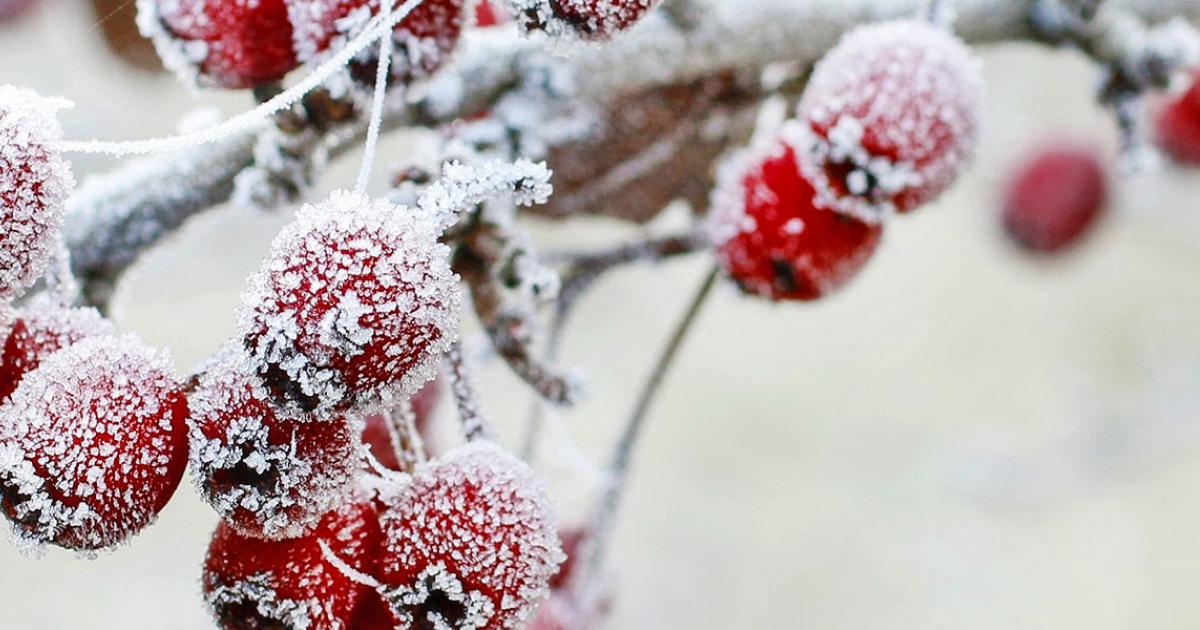 Your Guide to Gardening in January | Love The Garden