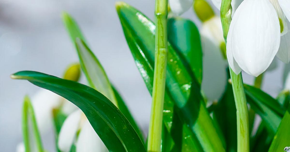 Your Guide to Gardening in March | Love The Garden