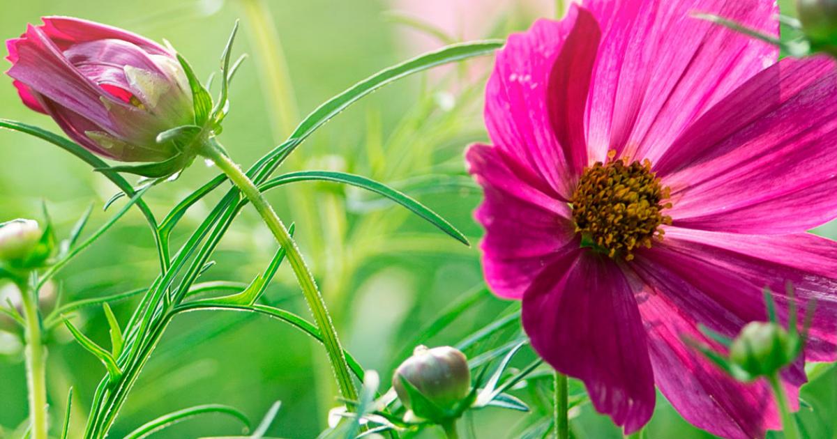 Your Guide to Gardening in July | Love The Garden
