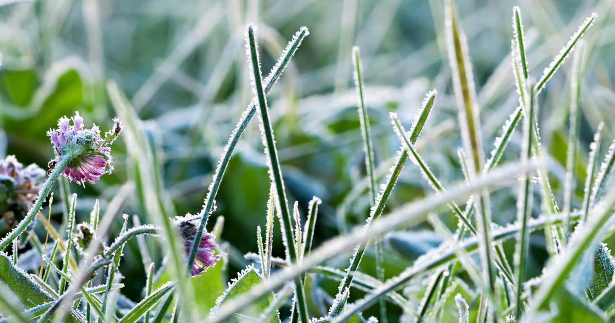 What to plant in June across Australia | Love The Garden